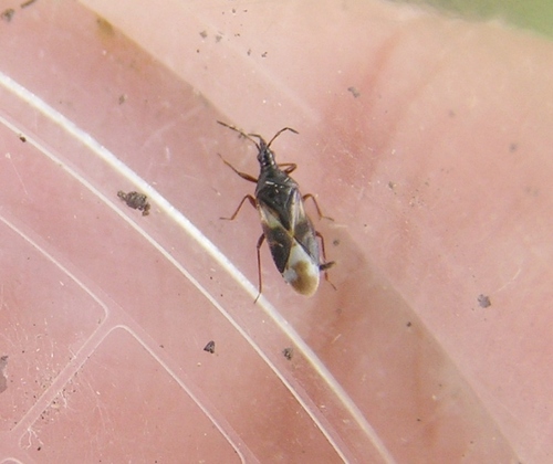 Anthocoris musculus · iNaturalist