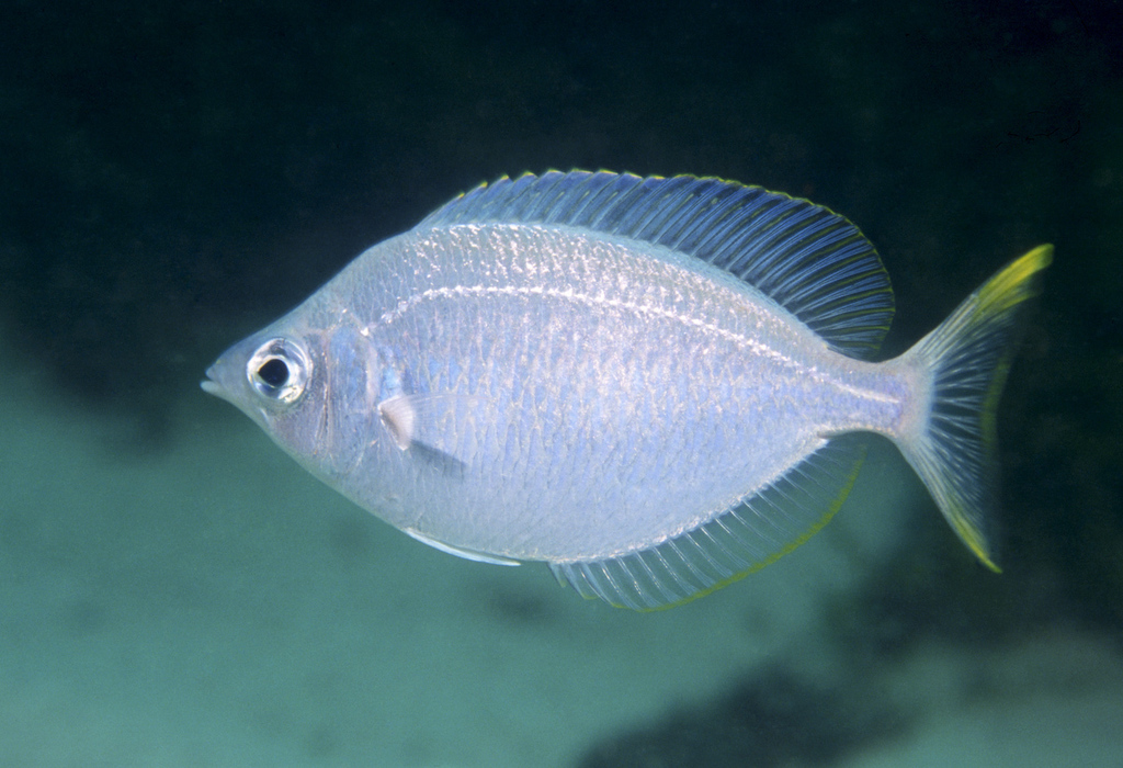Mojarras (Gerreidae) - Marine Life Identification