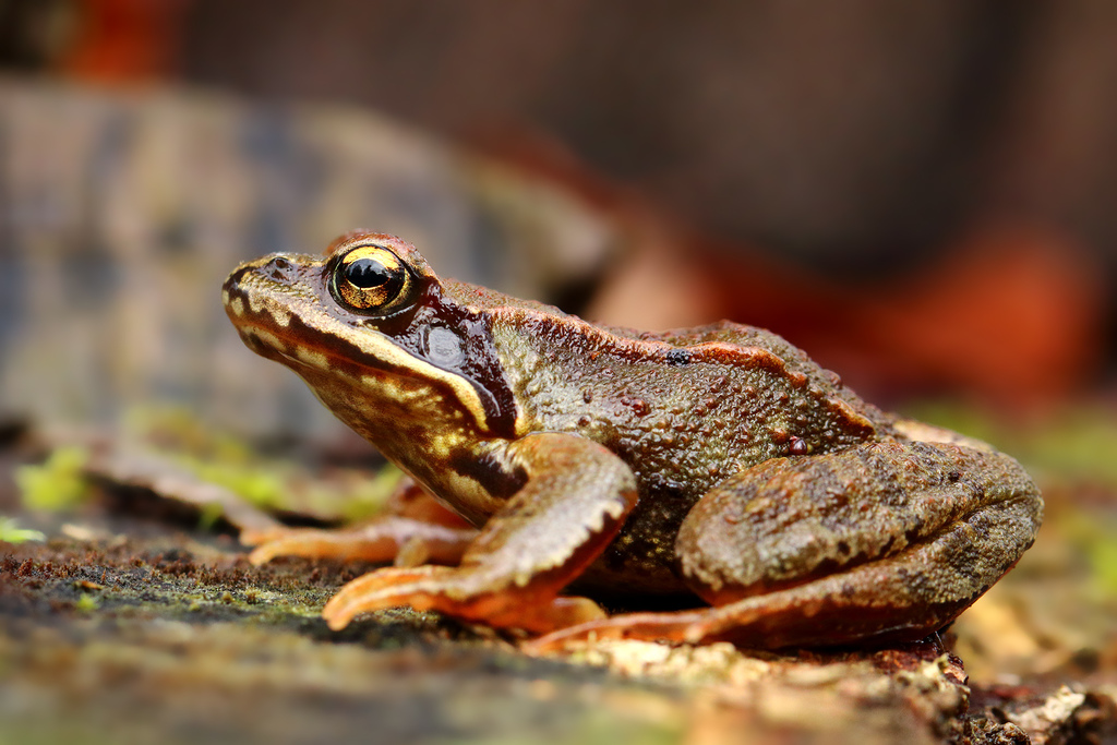 European Common Frog from gejsing skov on October 22, 2019 at 02:07 PM ...