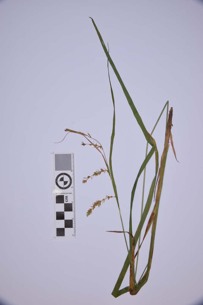 nodding sedge from Sudbury District, ON, Canada on August 30, 2019 by ...