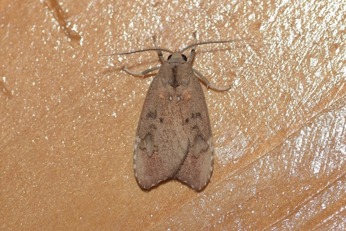 Melese babosa · iNaturalist Mexico