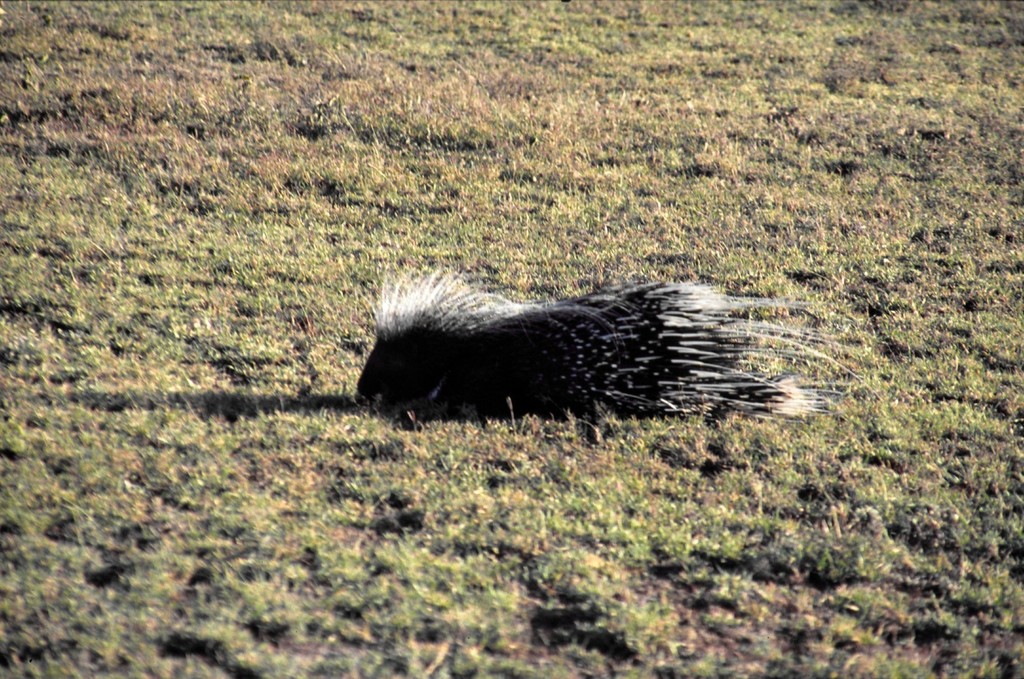 Crested Porcupine from Tanzania on October 15, 1990 by Lee Elliott ...