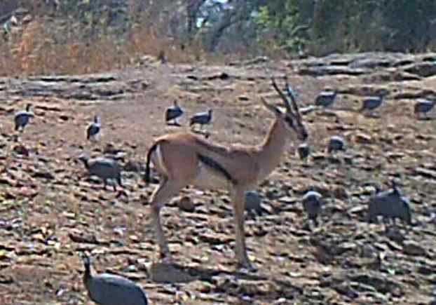 Red-fronted Gazelle (Eudorcas rufifrons) - Know Your Mammals
