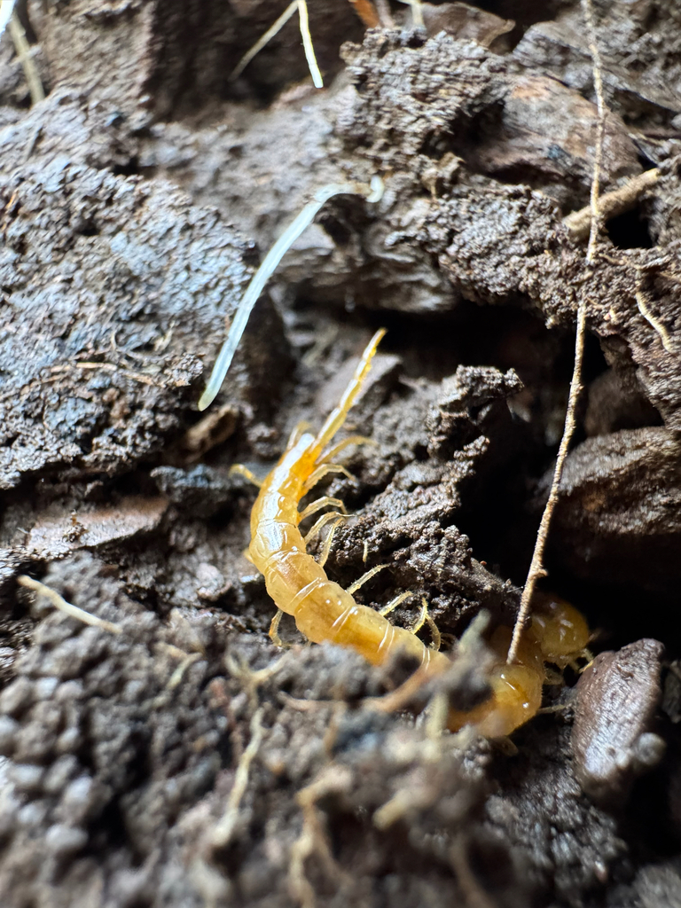 Cave Centipedes from Coolumburra, NSW, AU on August 7, 2025 at 10:46 AM ...
