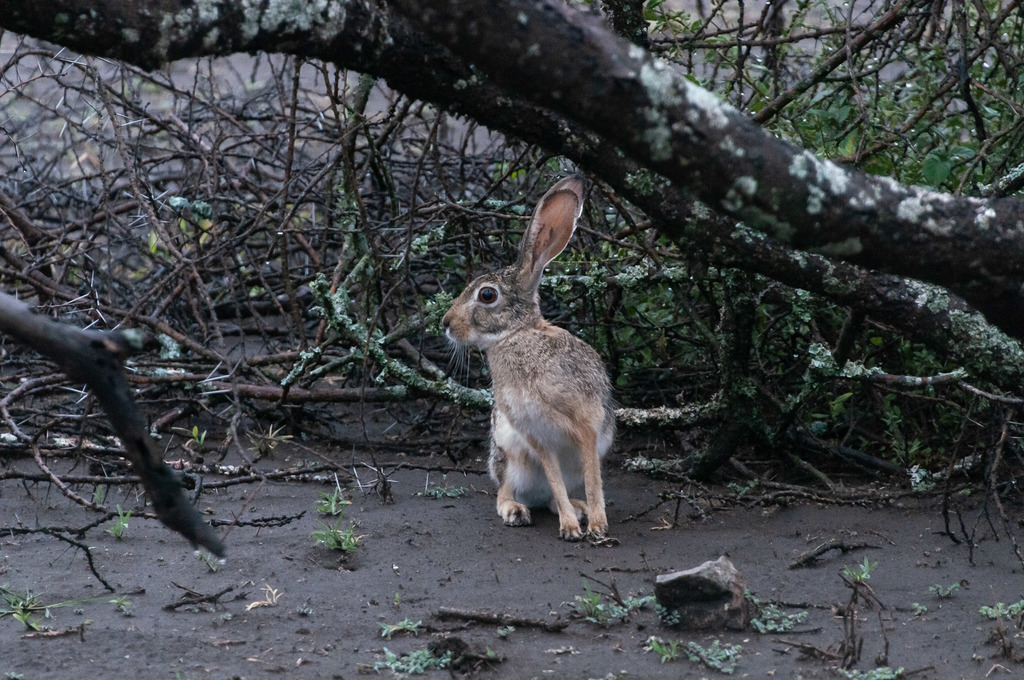 African Savannah Hare (Lepus victoriae) - Know Your Mammals