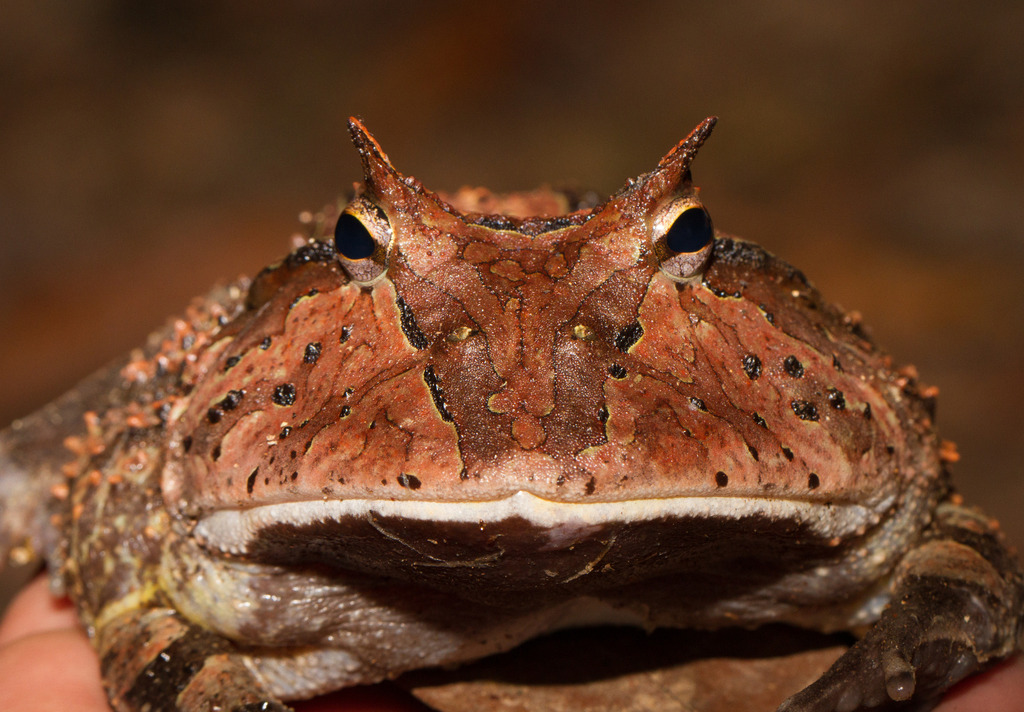 Amazonian Horned Frog from Manú Province, Peru on August 29, 2016 at 09 ...