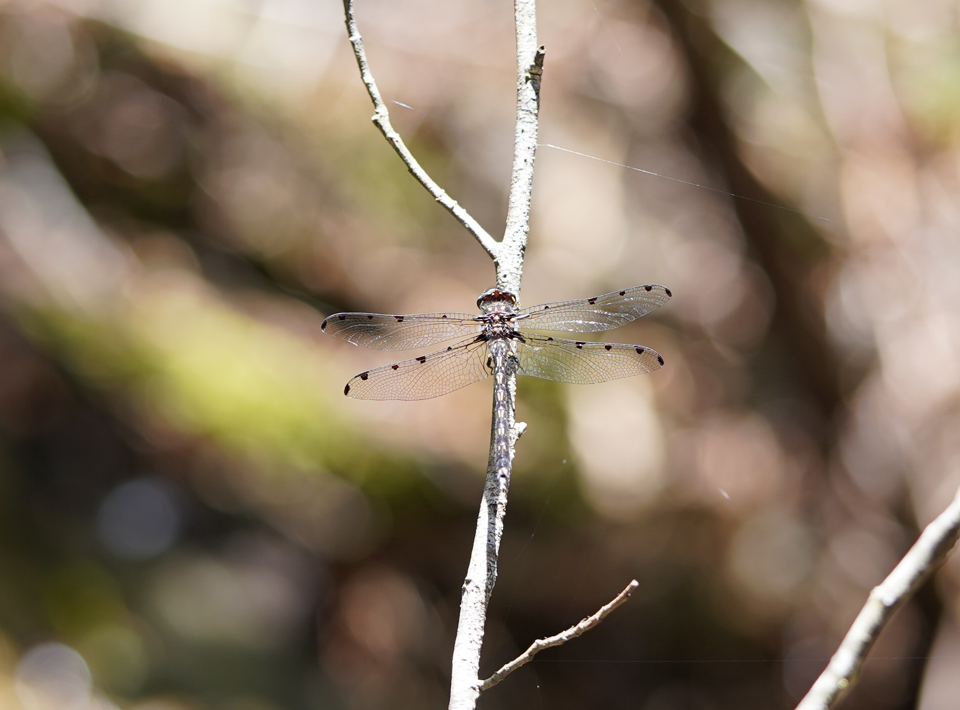 Austropetaliidae