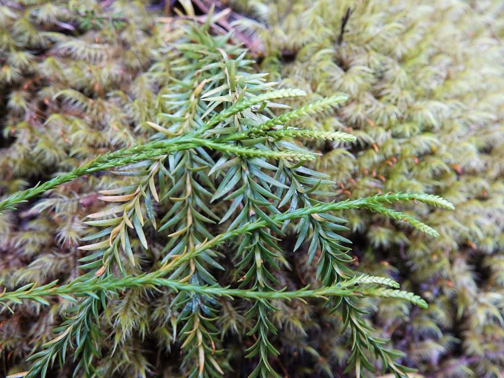 Hanging Clubmoss from Henderson Valley, Auckland, New Zealand on ...