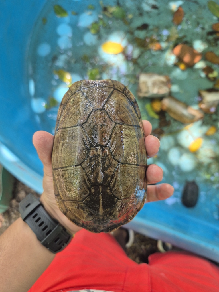 Central Chiapas Mud Turtle from 29020 Chis., México on August 7, 2025 ...