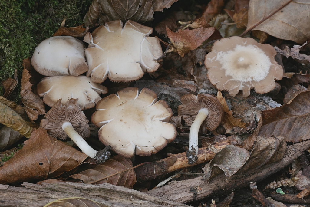 chestnut brittlestem in October 2019 by Garrett Taylor. base of old ...