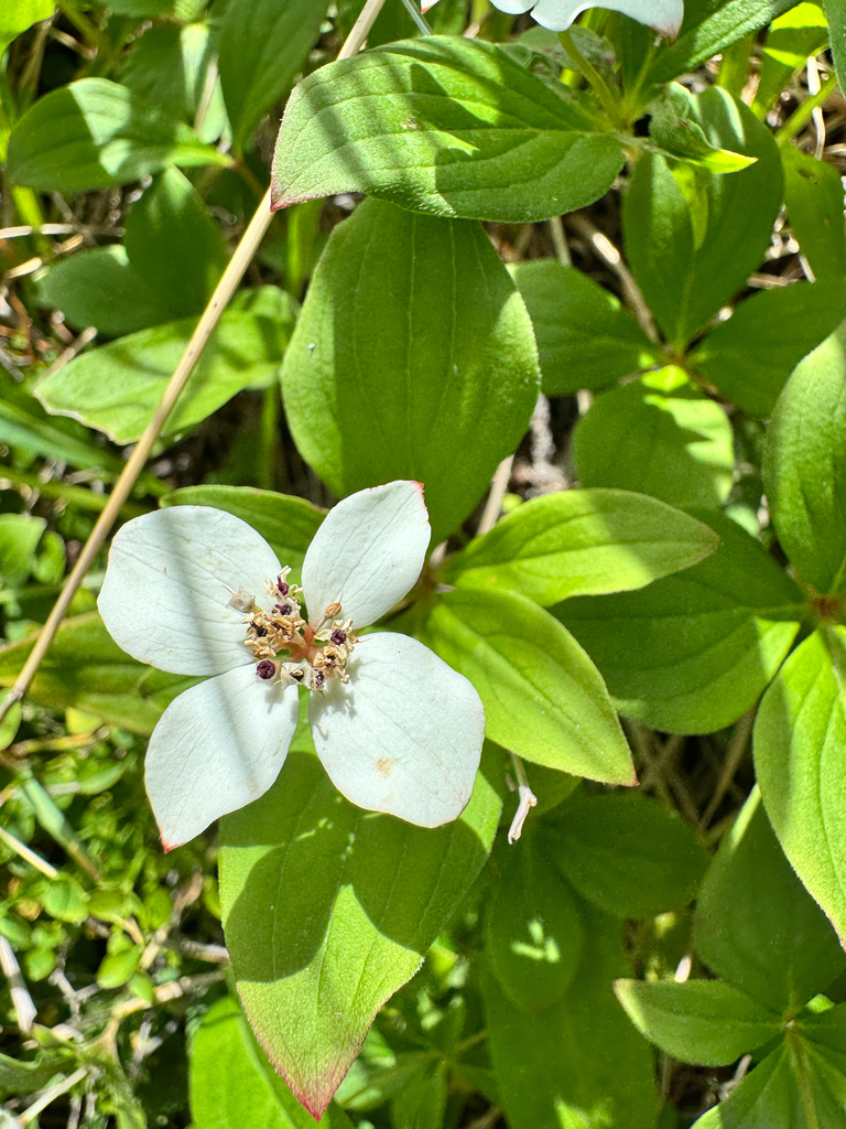 Canadian bunchberry in August 2025 by Rea Orthner · iNaturalist