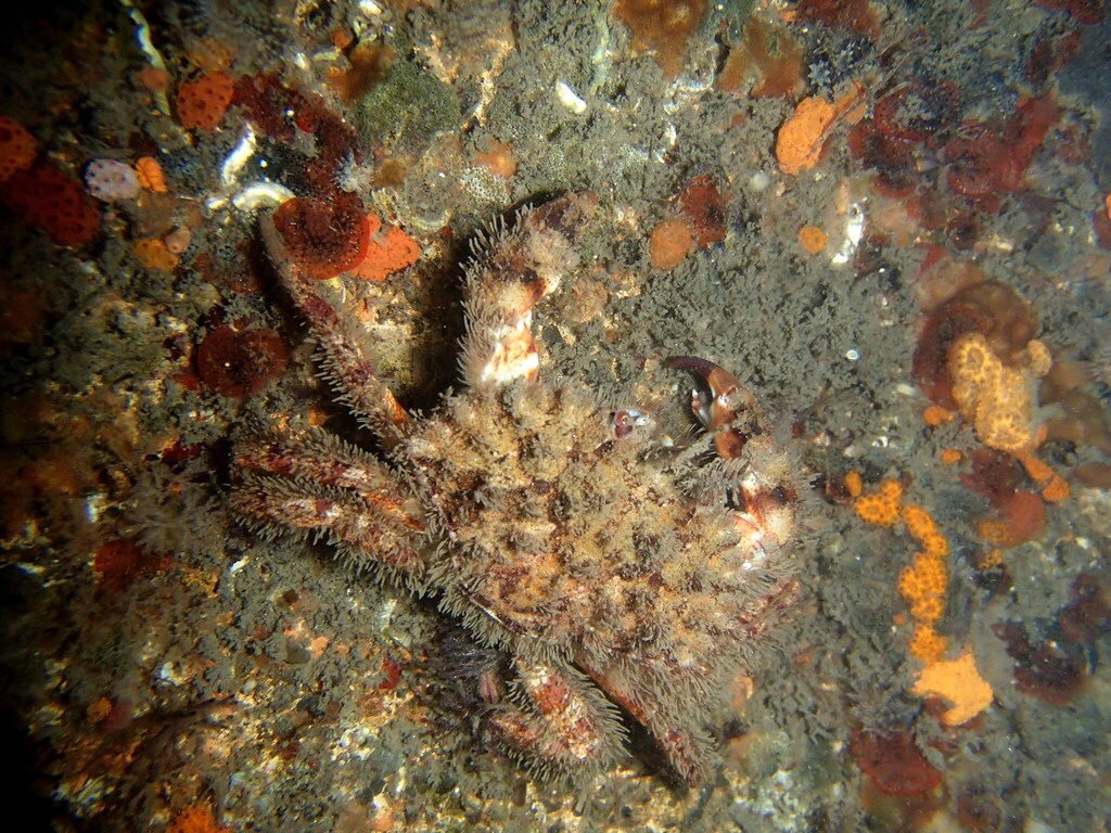Pacific Rock Crab (China Cove Organisms) · iNaturalist