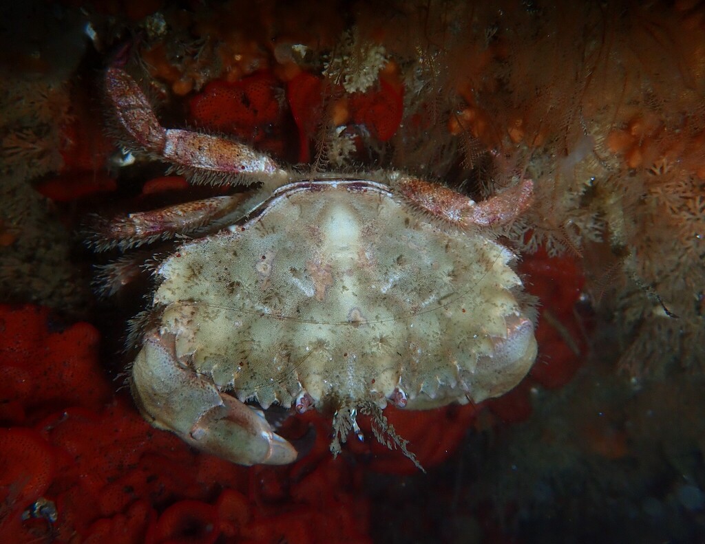Pacific Rock Crab (China Cove Organisms) · iNaturalist
