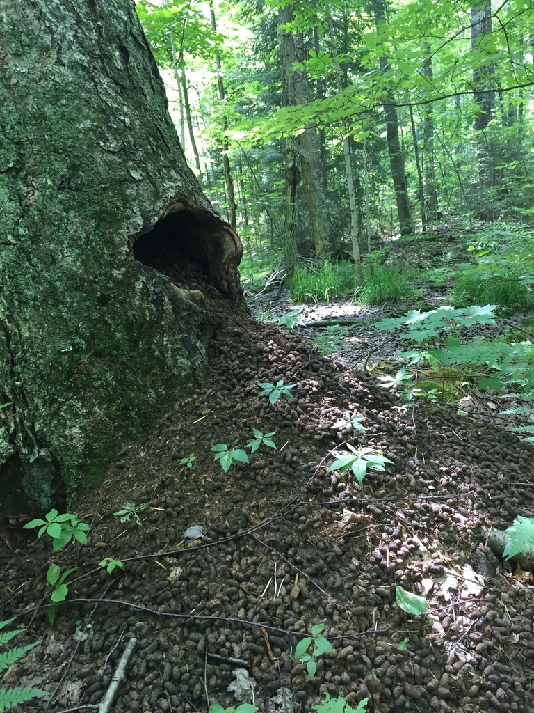 North American Porcupine from Ottawa National Forest, Wakefield, MI, US ...