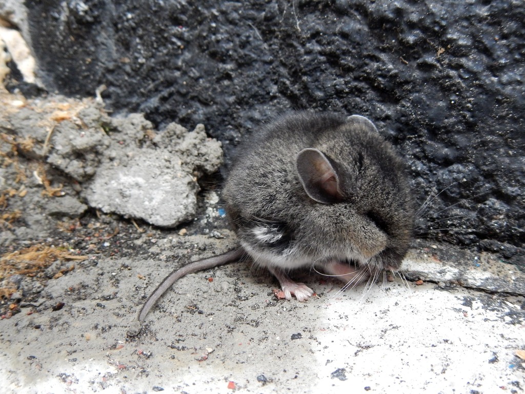 Black-eared Mouse from Amecameca, Méx., México on May 24, 2012 at 03:59 ...