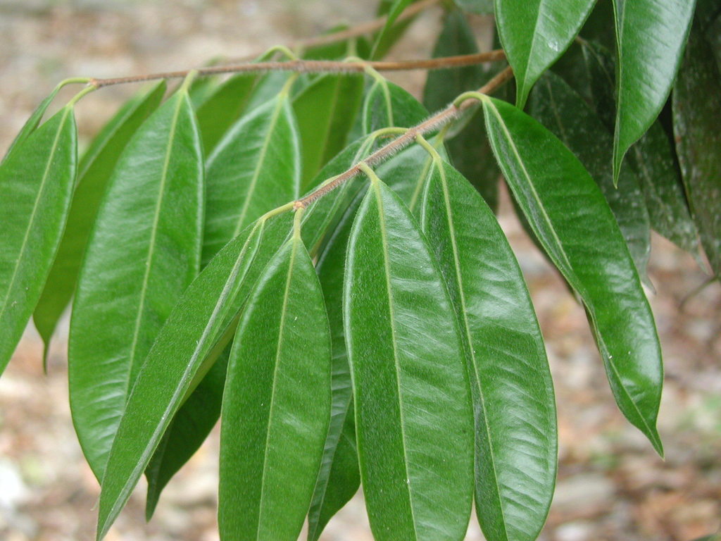 Plinia peroblata from Bladen, Toledo District, Belize on May 7, 2003 at ...