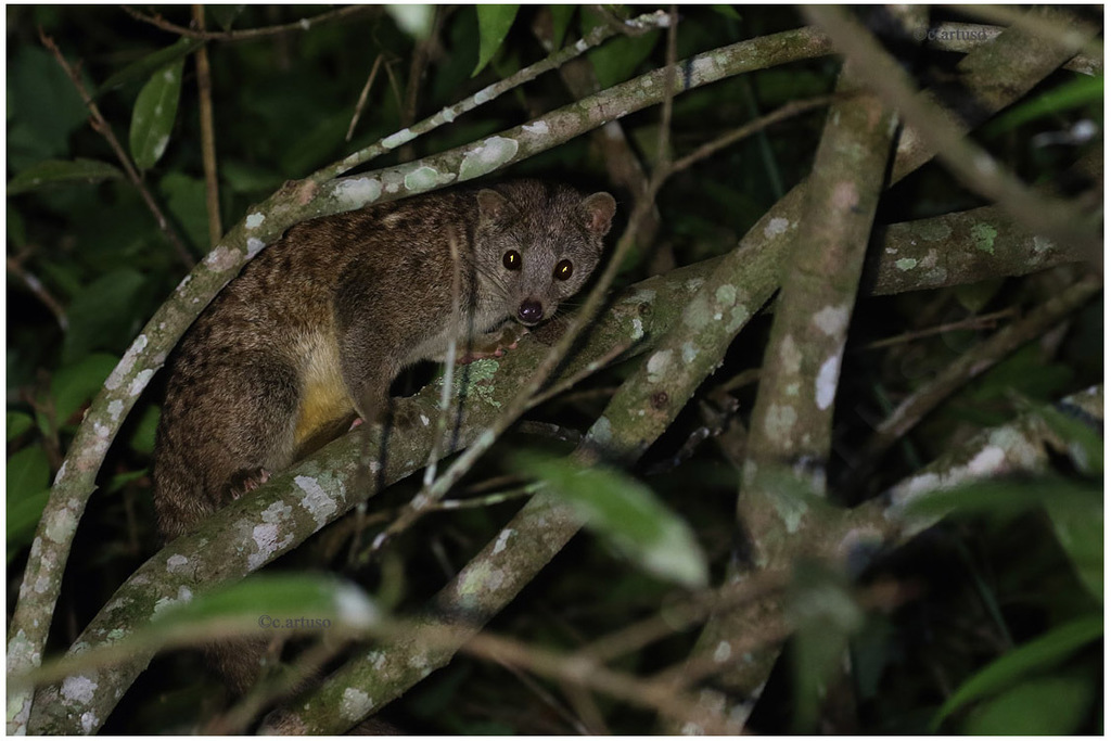 African Palm-civets (Nandiniidae) - Know Your Mammals
