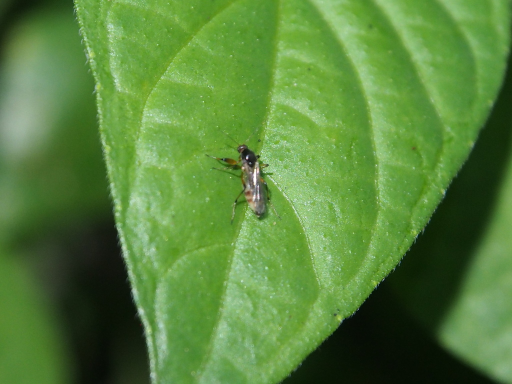 Ceratopogoninae from Lin Fa Tei, Hong Kong on October 19, 2019 at 12:14 ...