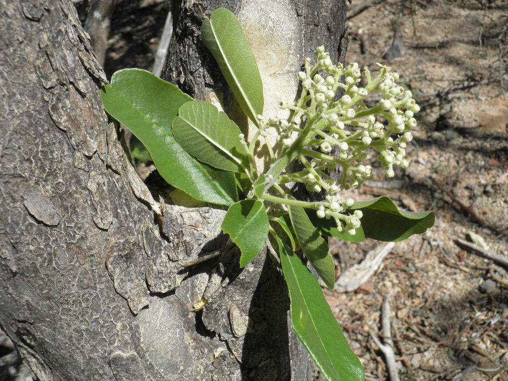 palo amarillo (Plantas En Riesgo Ciudad De La Paz, BCS MX) · iNaturalist