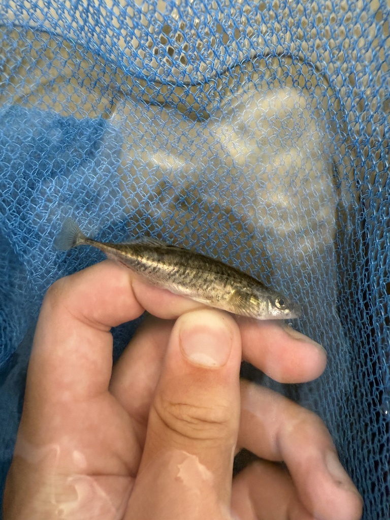 Amur Stickleback in July 2025 by Arthur Han · iNaturalist