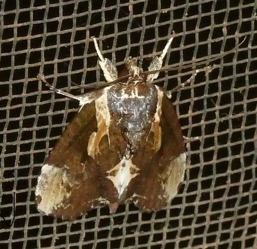 Genus Timorodes · iNaturalist