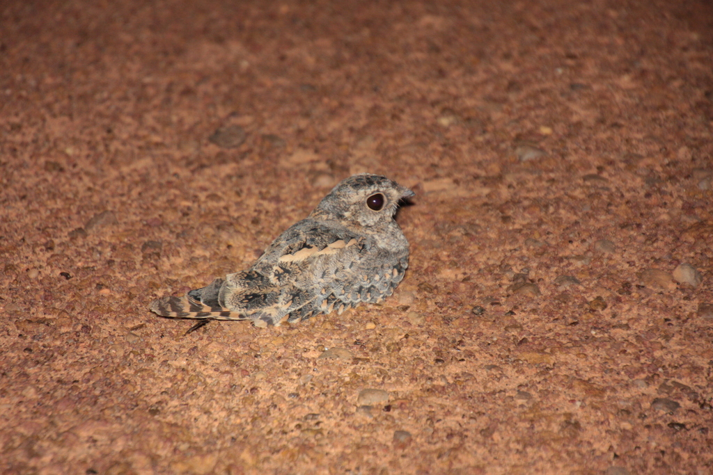 Standard-winged Nightjar from Aeroport, Niamey, Niger on October 1 ...
