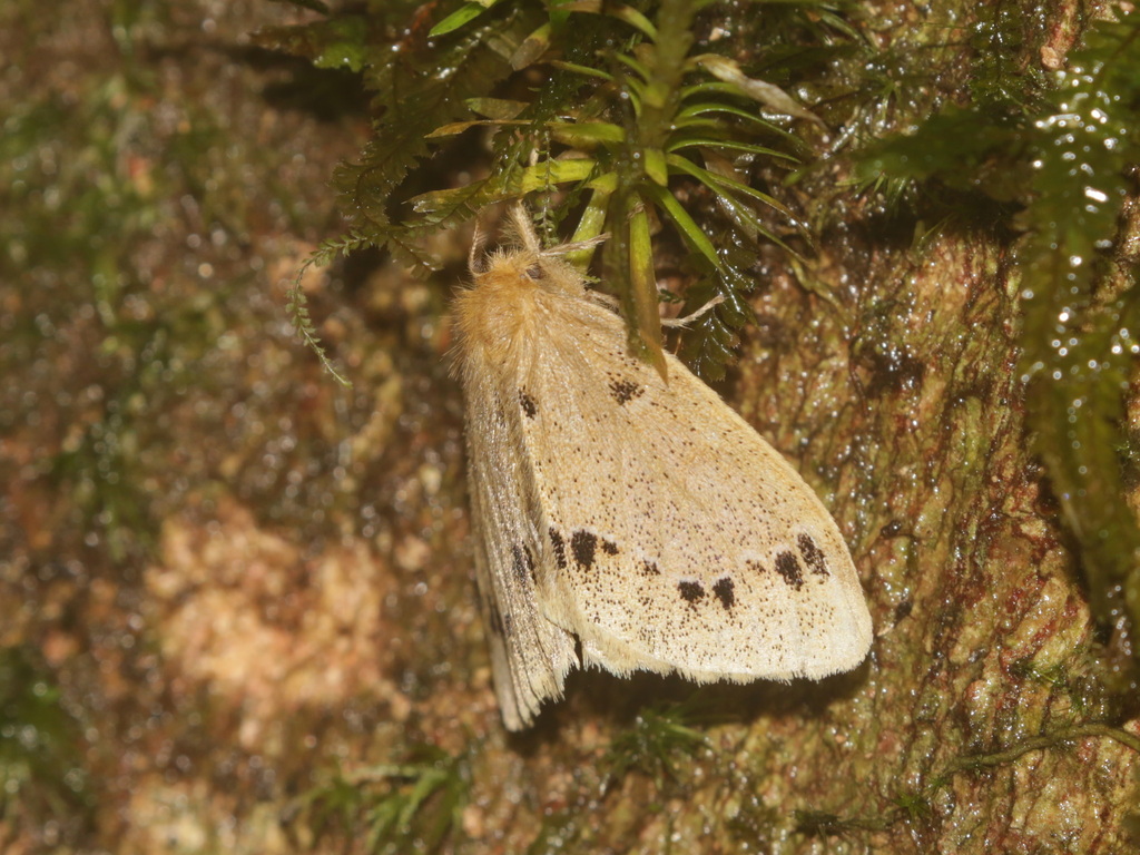 Rhypotoses glebula from Bang Lang, Hulu Perak, Perak, Malaysia on ...