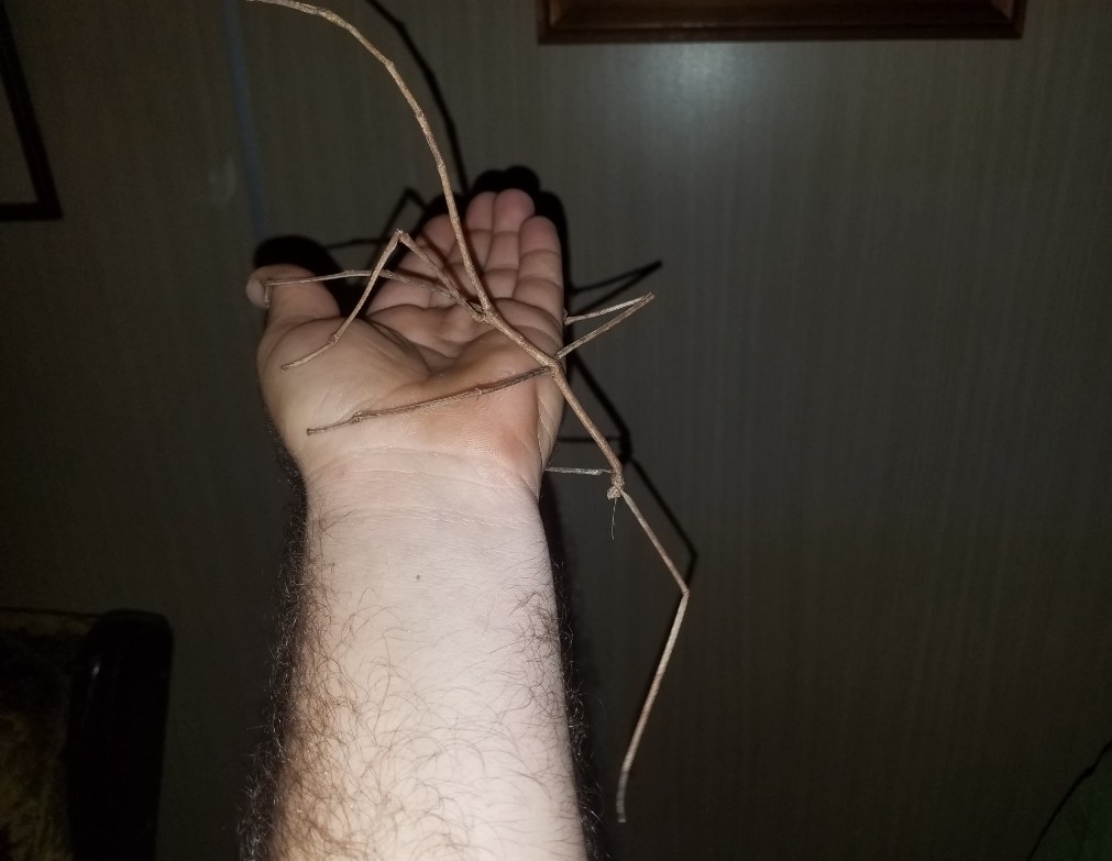Gargantuan Stick Insect in August 2025 by cesdamess · iNaturalist