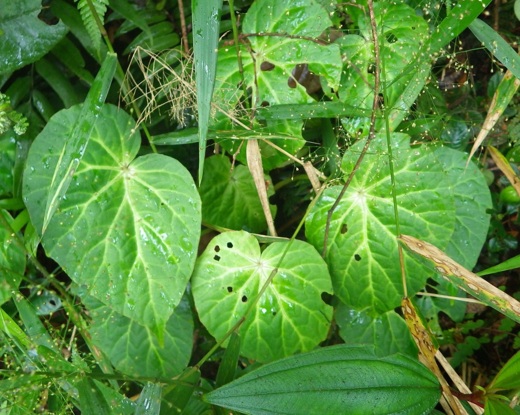 (Begonia venusta) - Botanical Realm