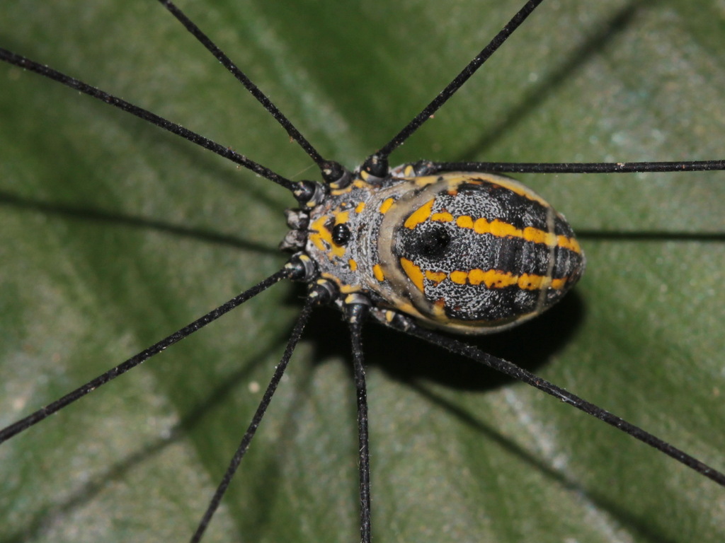 Gagrellinae from Thap Sai, Pong Nam Ron District, Chanthaburi, Thailand ...