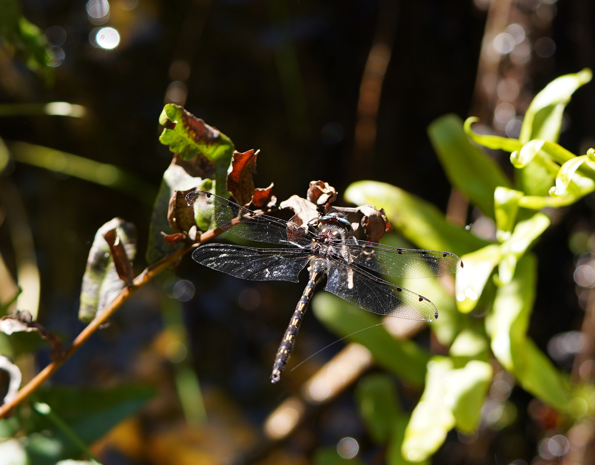 Austropetaliidae