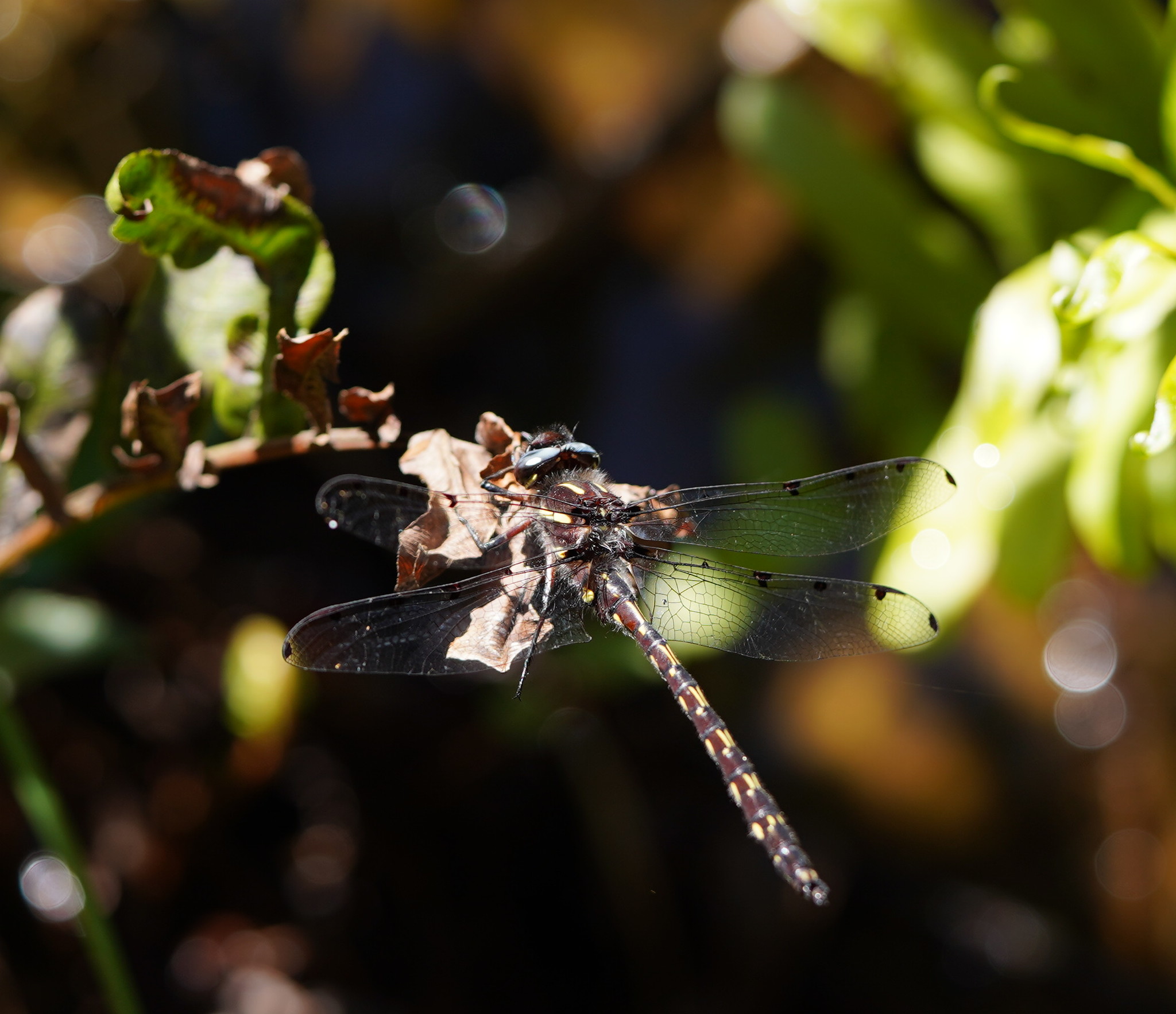 Austropetaliidae