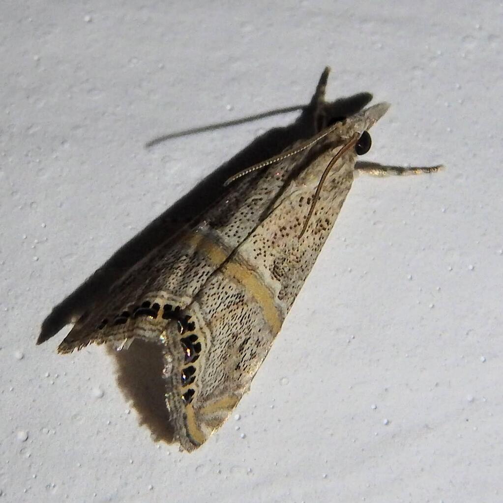 Euchromius cambridgei (Moths of Antequera (Málaga/ Andalusia/ Spain ...