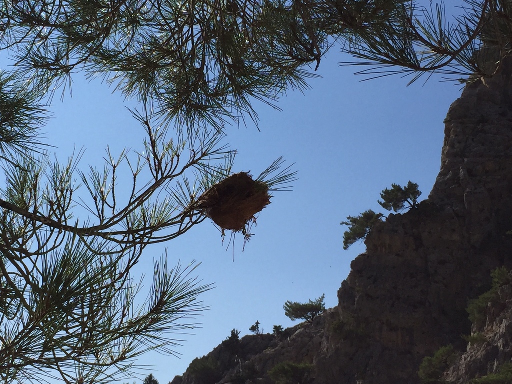 Thaumetopoea cretensis from Crete, Zaros, Heraklion, GR on October 25 ...