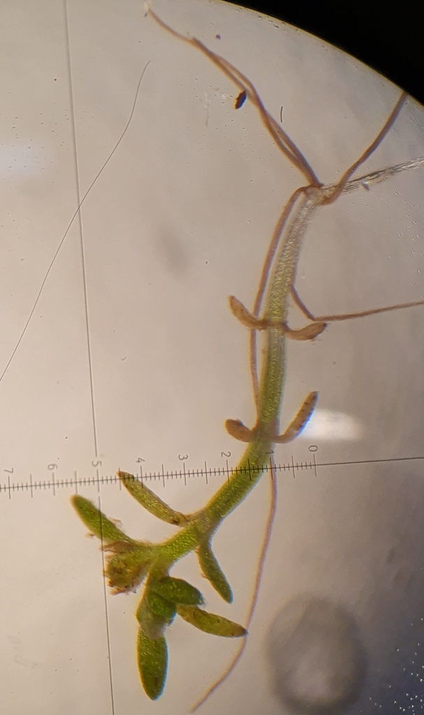 Aquatic pygmyweed from Gaular Municipality, Norway on October 11, 2019 ...