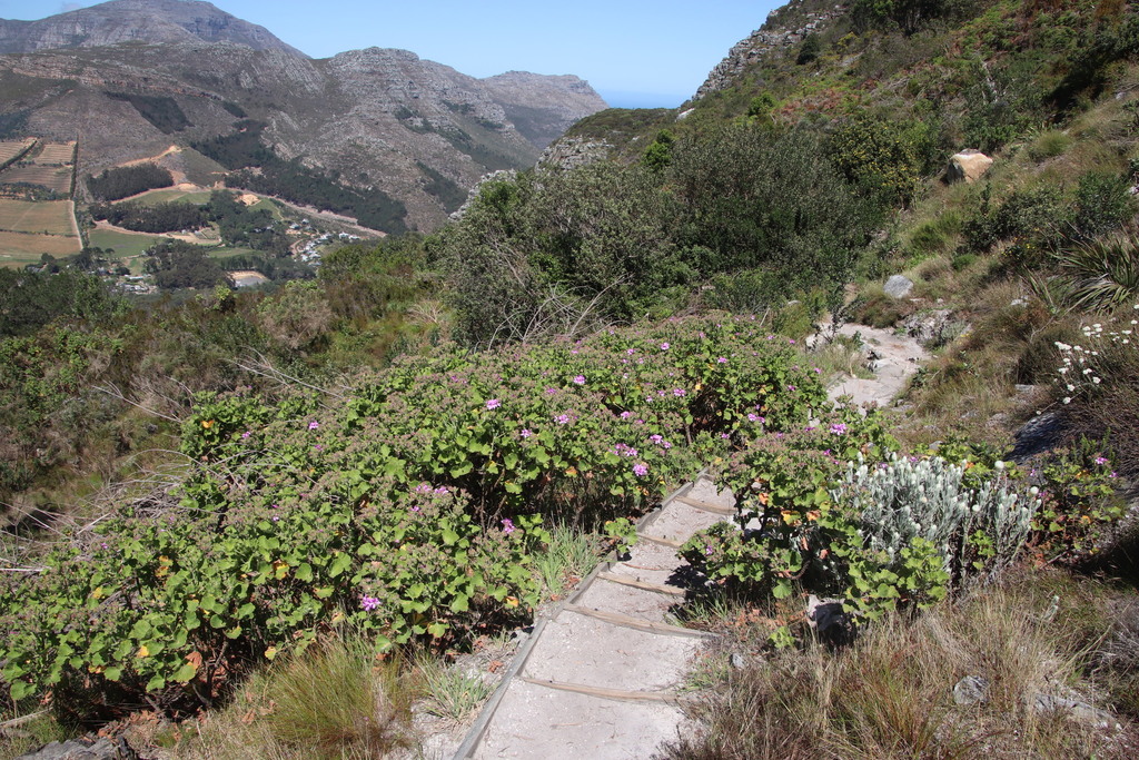 Peninsula Hooded Storksbill from Constantia neck hiking trail, lower ...