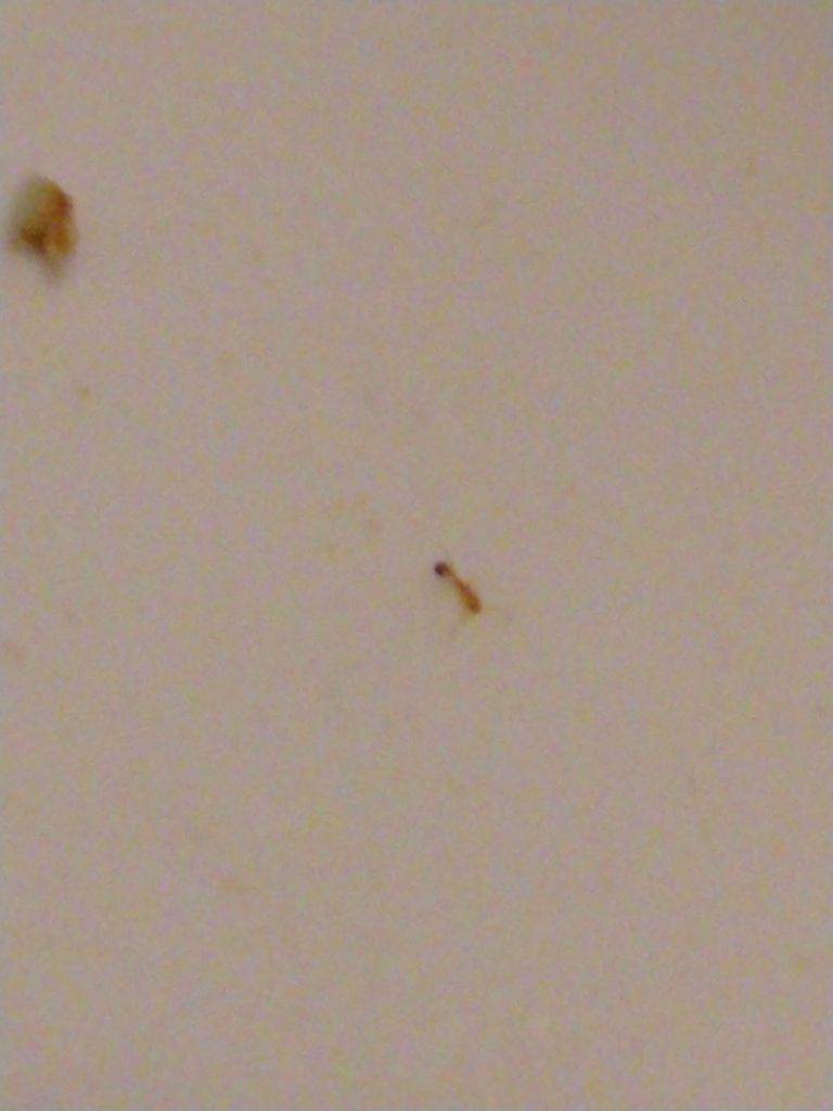 Pharaoh Ant from 2312 XN Leiden, Netherlands on October 24, 2019 at 09: ...