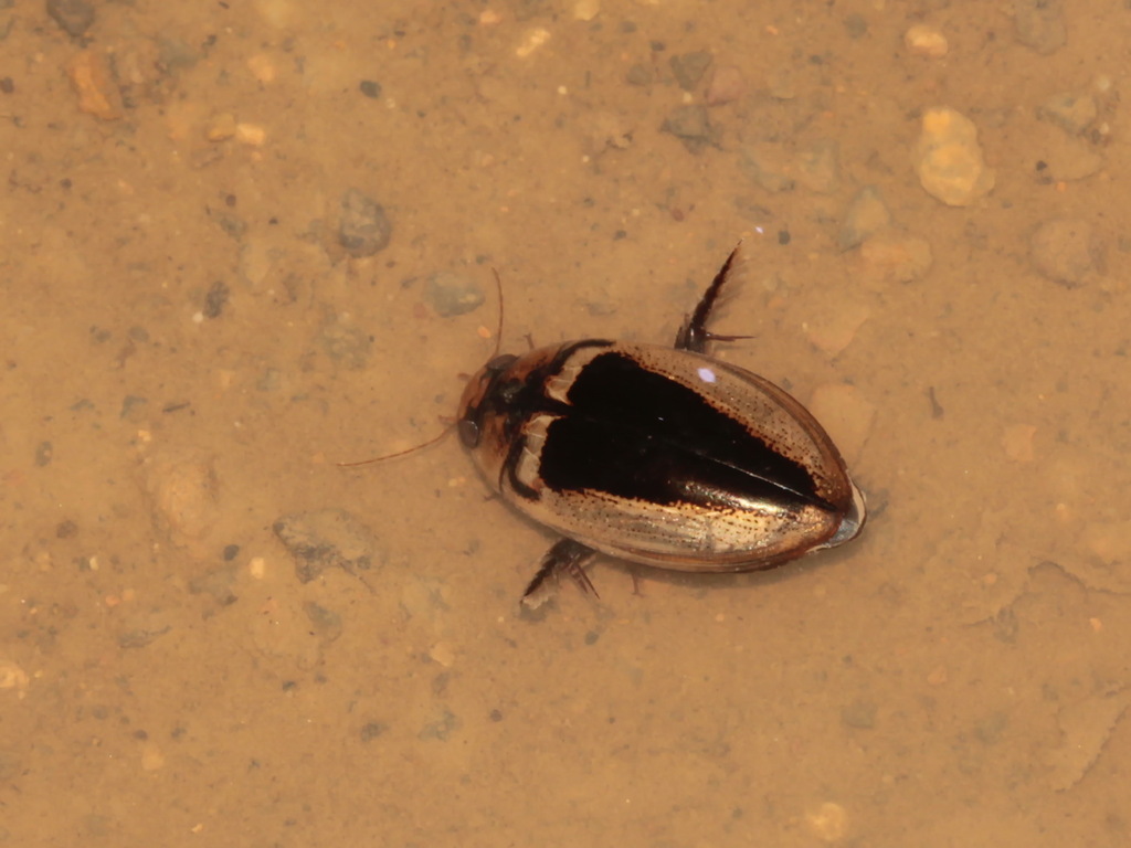 Hydaticus luczonicus from Song Phi Nong, Kaeng Krachan District ...