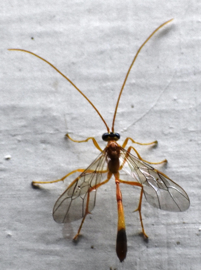 Enicospilus (Hymenoptera of the British Indian Ocean Territory ...