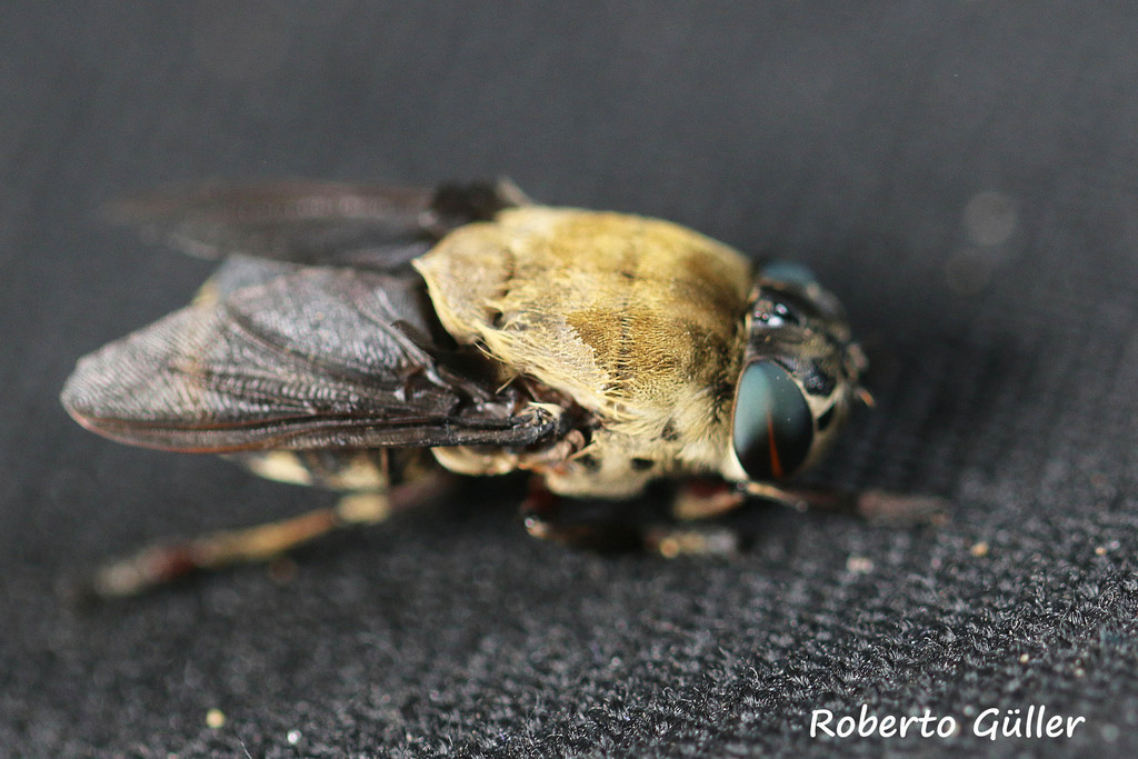 Robust Bot Flies from Islas del Ibicuy, Entre Ríos, Argentina on ...