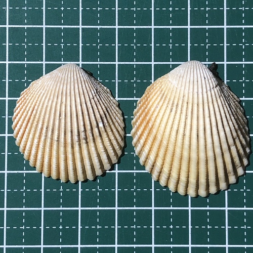 Flavum Heart Cockle (Vasticardium flavum) · iNaturalist