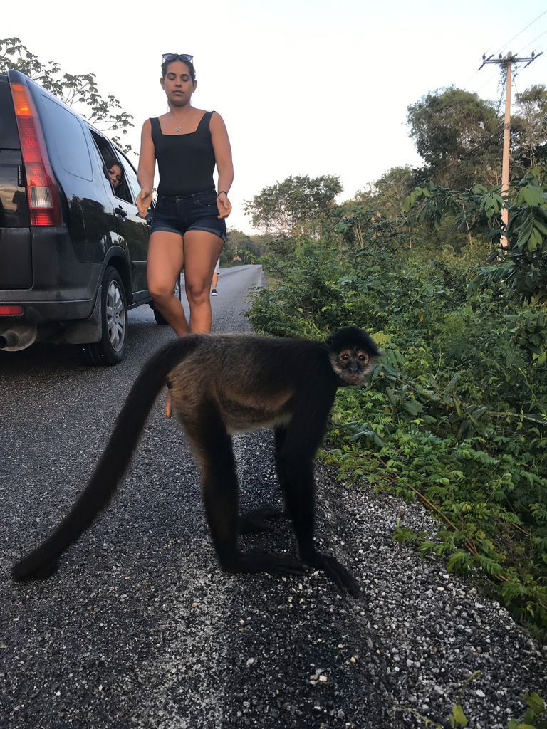 Central American Spider Monkey from Benito Juárez, Quintana Roo, Mexico ...