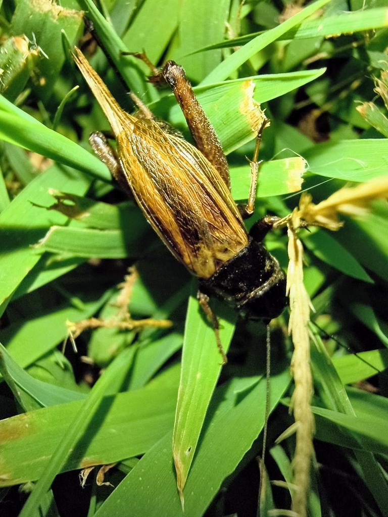 Sand Field Cricket from Wattsville, VA, USA on August 7, 2025 at 10:52 ...
