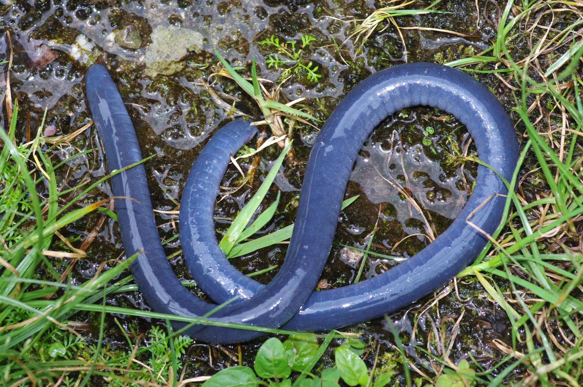 Caecilia orientalis Taylor, 1968