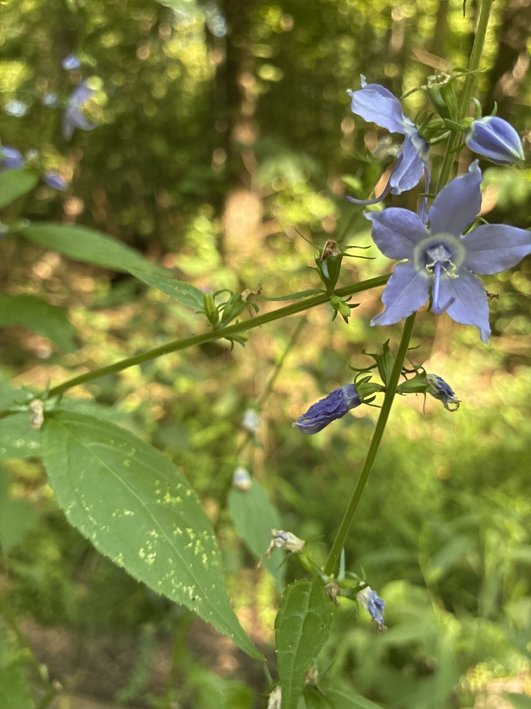 tall bellflower from Wright State University, Fairborn, OH, US on ...