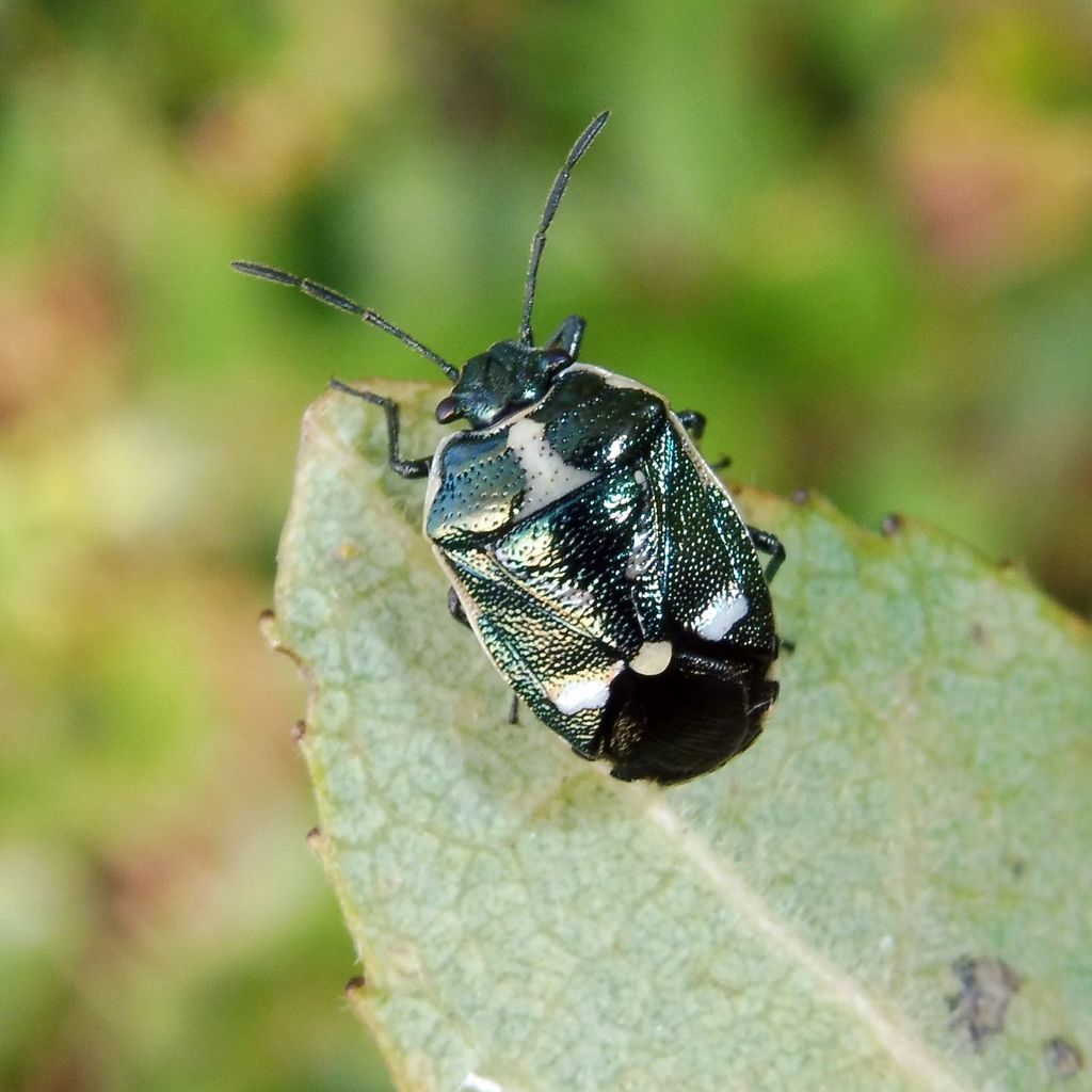 Cabbage Bug from Cinderhill Wood Nature Reserve, Matfield on October 10 ...