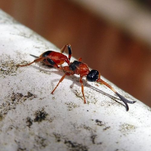 Tribe Aptesini · iNaturalist