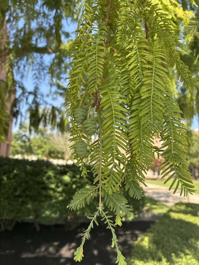 dawn redwood from Wright State University, Fairborn, OH, US on August 8 ...