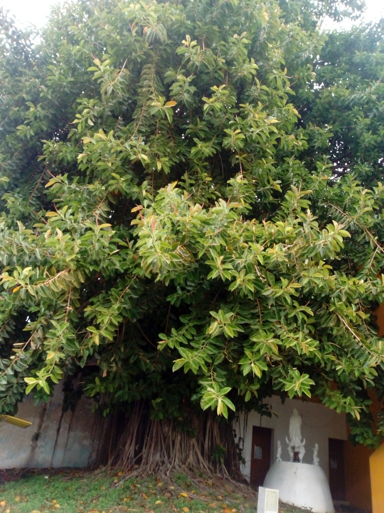 rubber plant from 204, Barrio de San Francisco, 24010 Campeche, Camp ...
