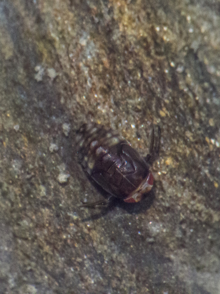 Micronecta from Pingtung, TW-TA, TW on August 8, 2025 at 01:48 PM by ...